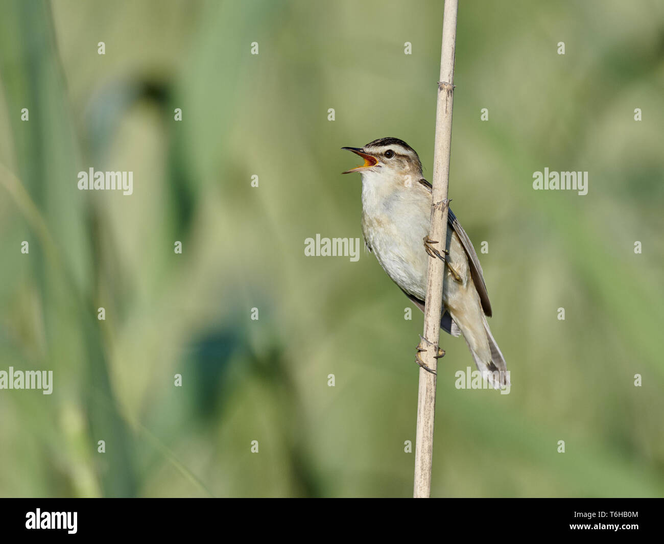 Sedge warblers acrocephalus schoenobaenus hi-res stock photography and ...