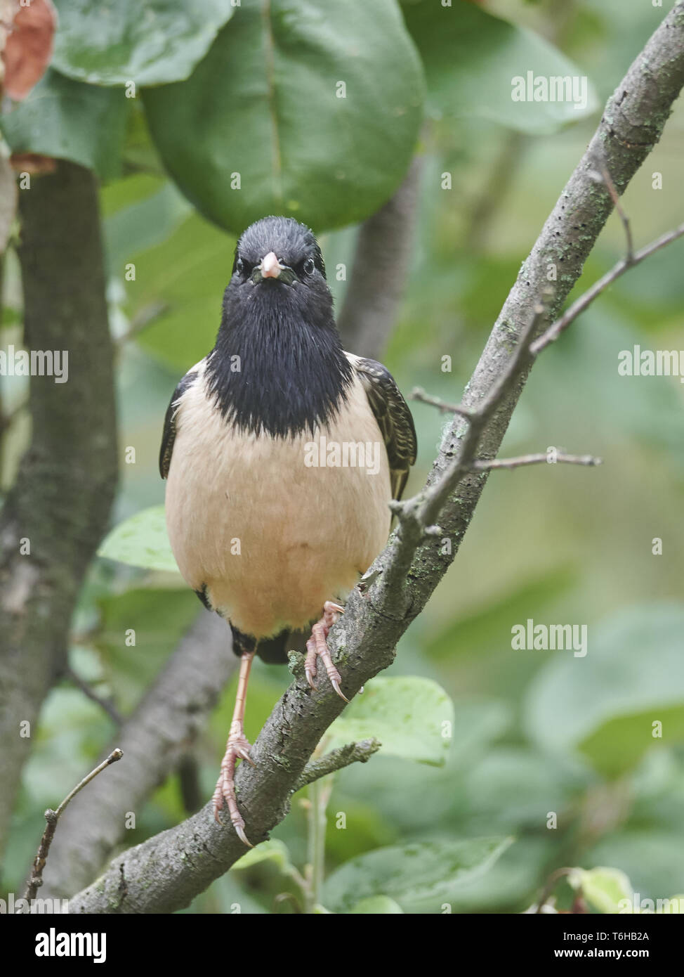 Rosy starling, Pastor roseus Stock Photo - Alamy