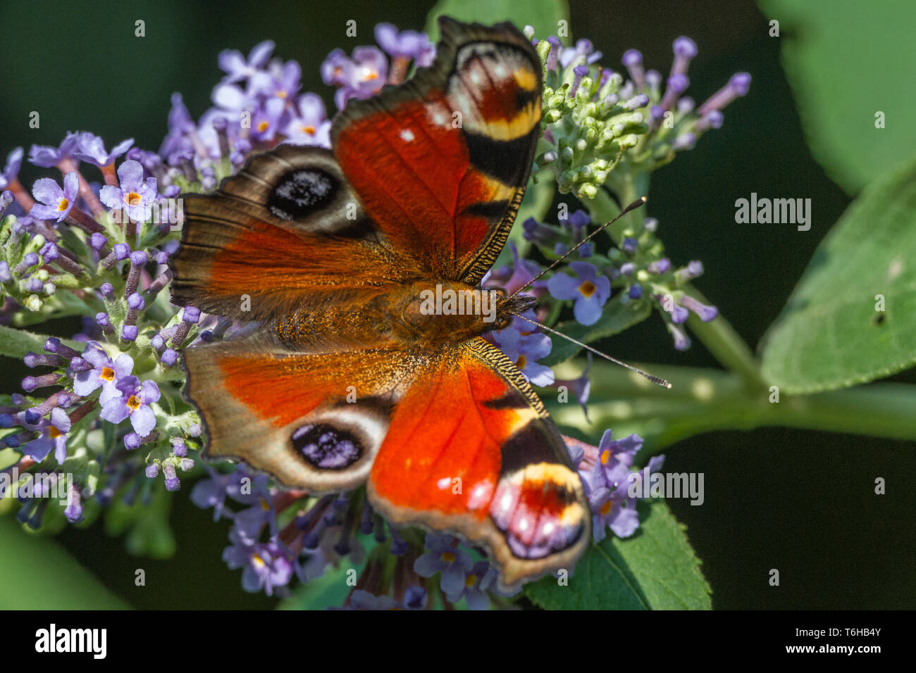 European peacock - Aglais io Stock Photo - Alamy
