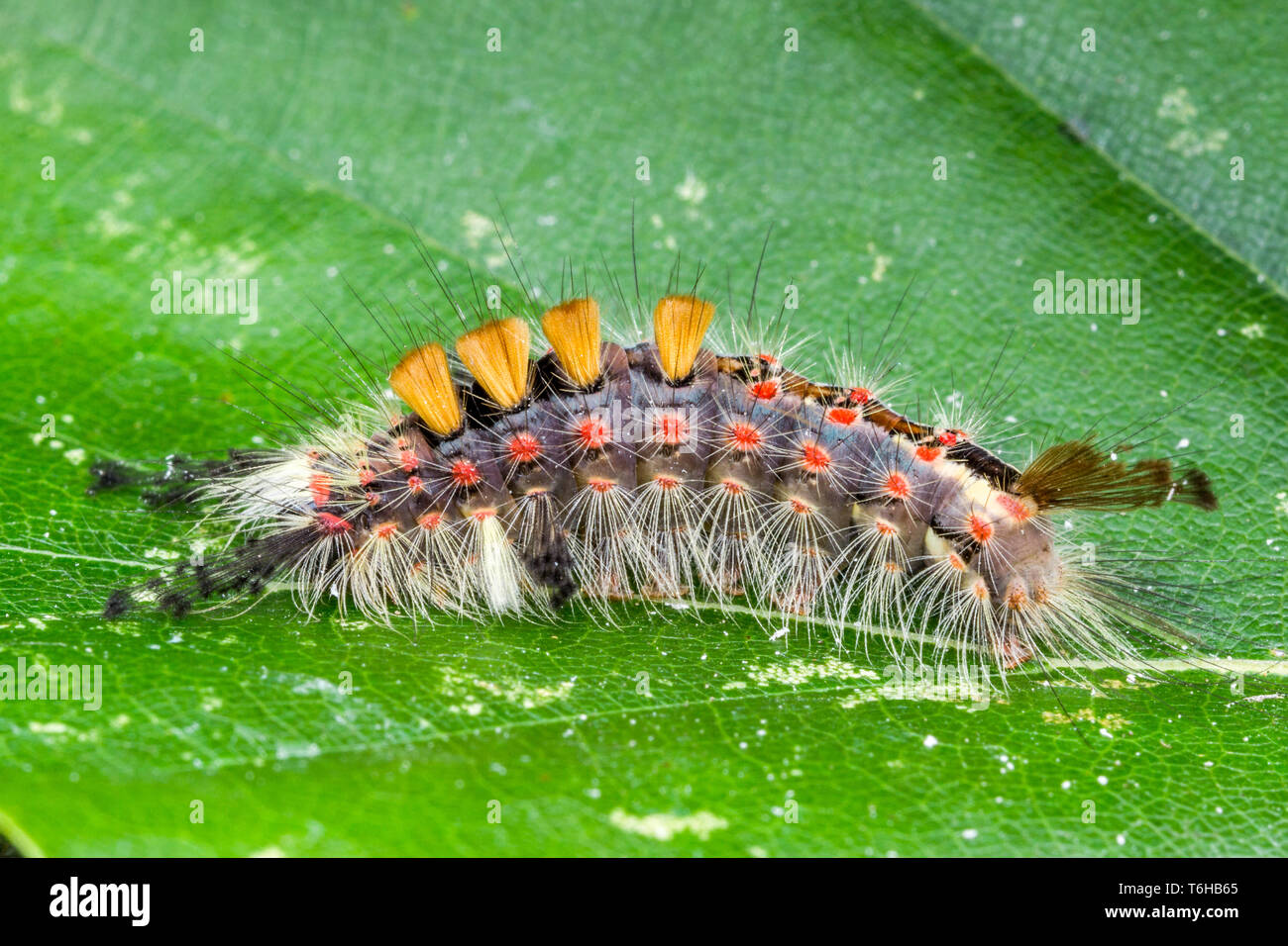 Rusty tussock moth hi-res stock photography and images - Alamy