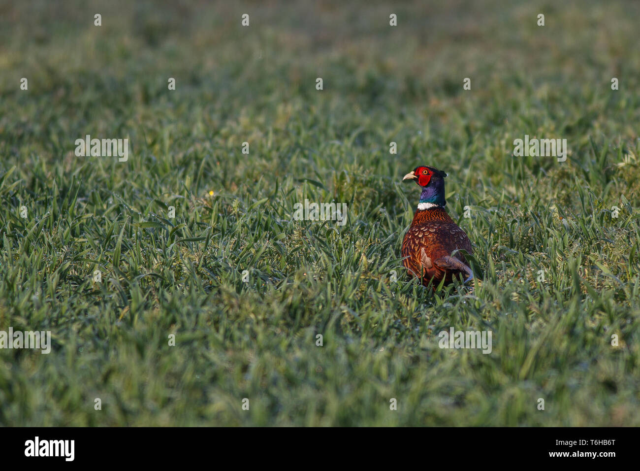 Ring necked birds hi-res stock photography and images - Alamy