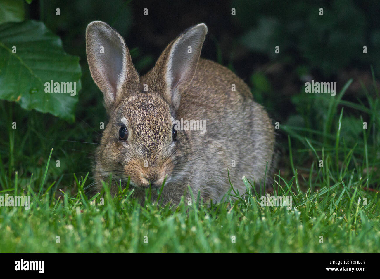 Cuniculus oryctolagus hi-res stock photography and images - Alamy