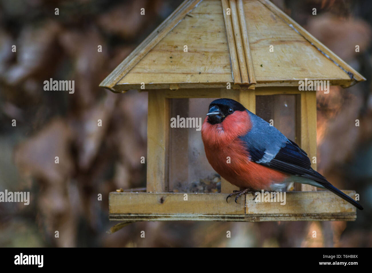 Northern bullfinch hi-res stock photography and images - Alamy