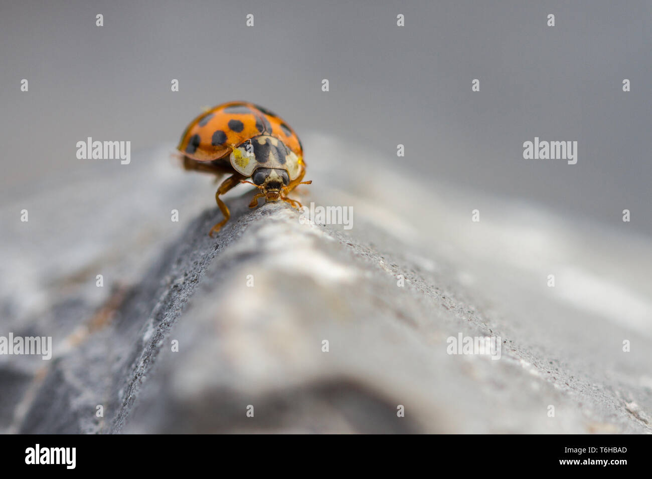 Asian lady beetles hi-res stock photography and images - Alamy