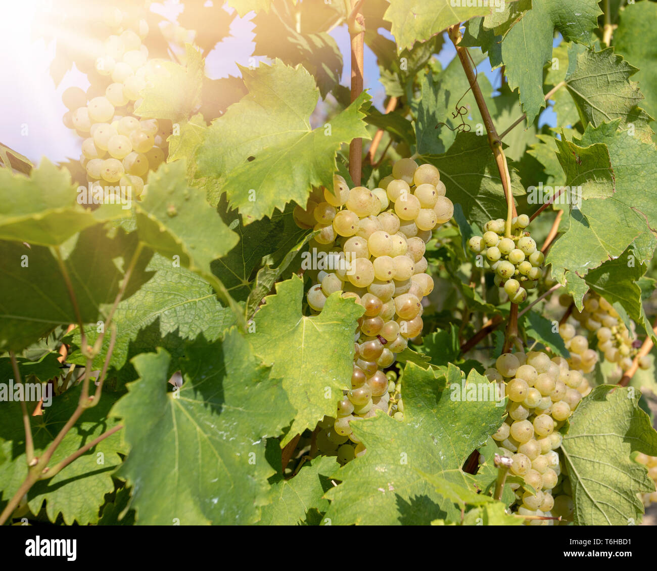 Czech wine region hi-res stock photography and images - Alamy