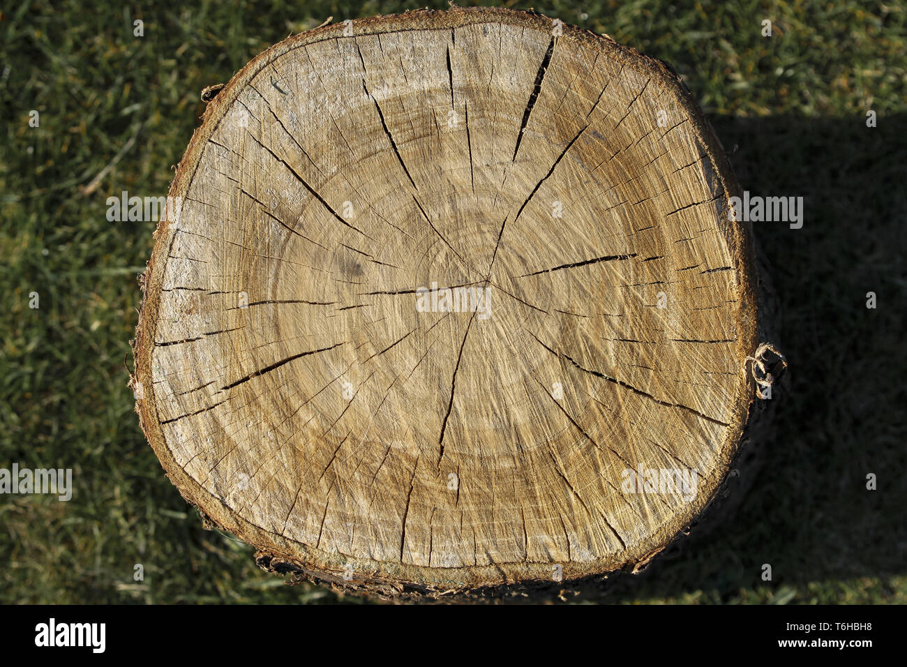 tree stub with annual rings Stock Photo - Alamy