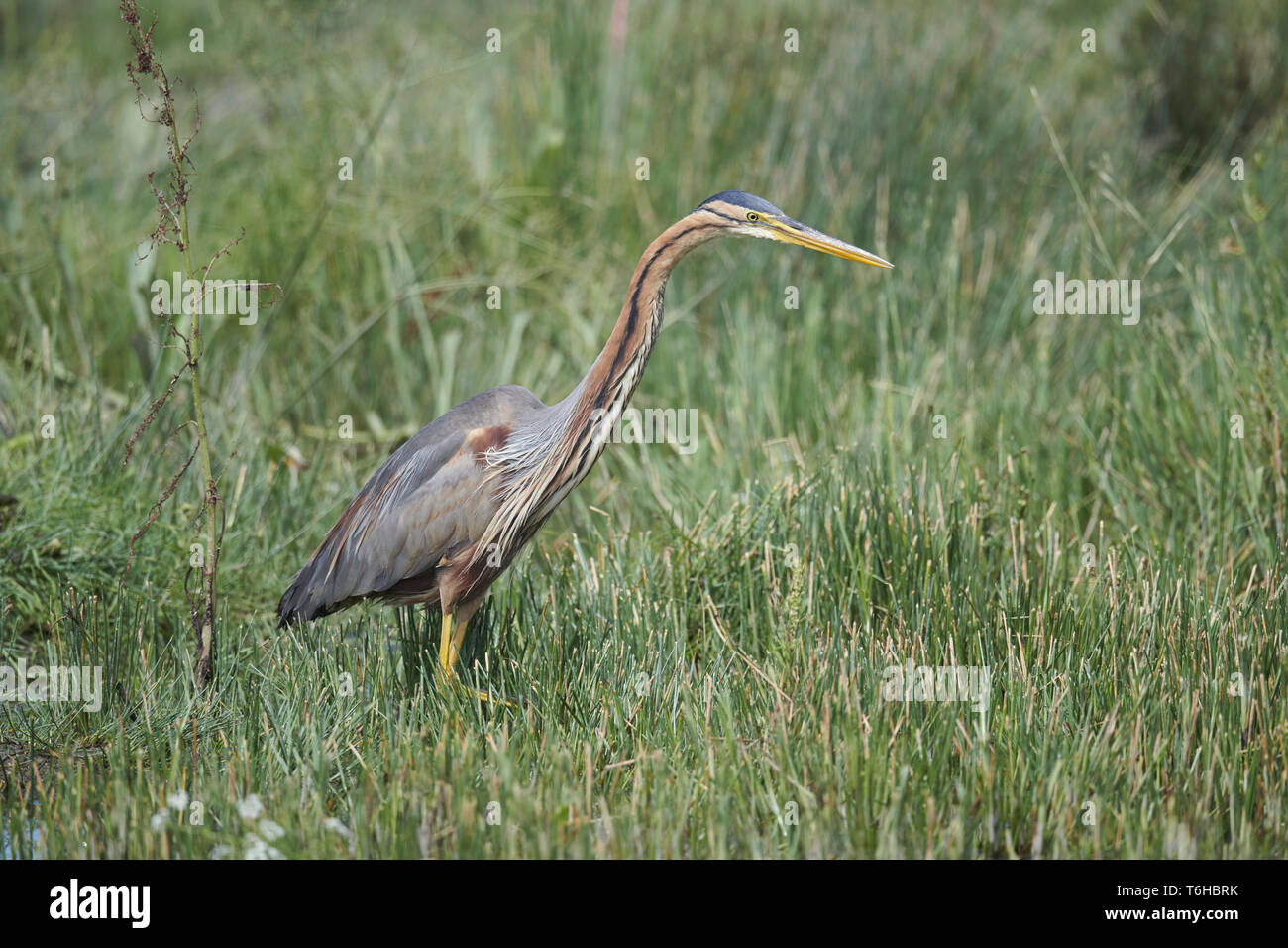Purple Heron, Ardea purpurea, in hungary, europe Stock Photo - Alamy