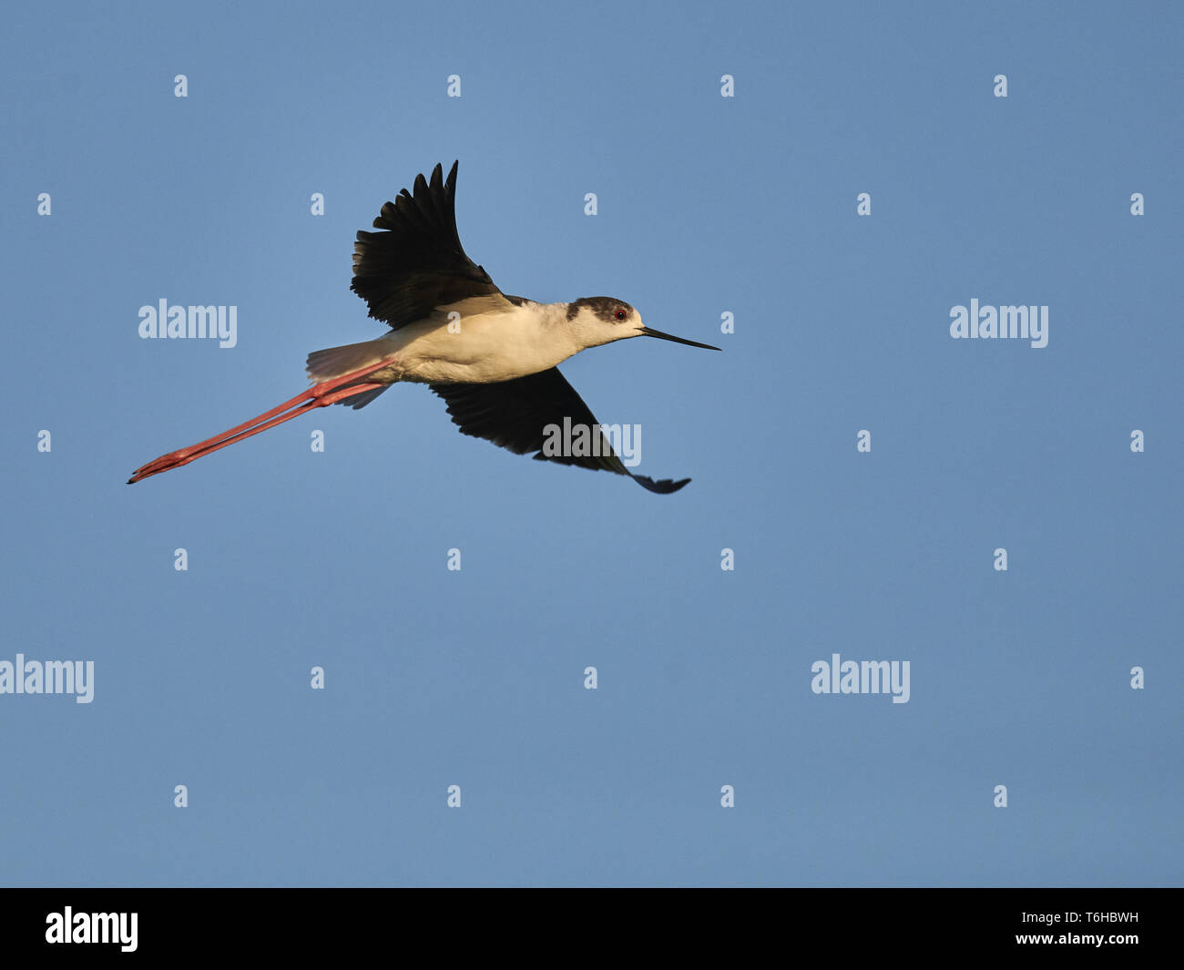 Common Stilt, Himantopus himantopus, North Sea, Europe Stock Photo - Alamy