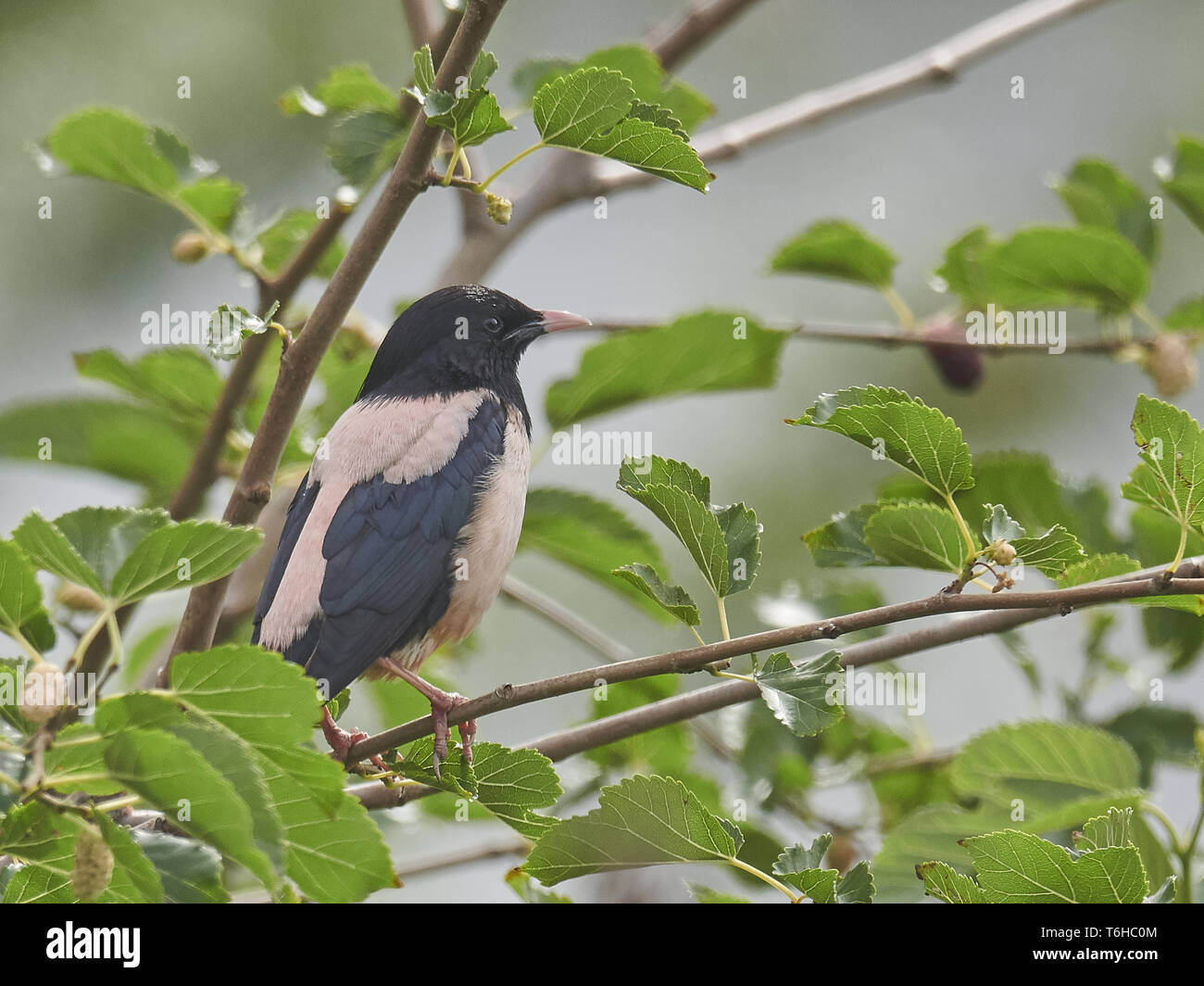 Rosy starling, Pastor roseus Stock Photo - Alamy