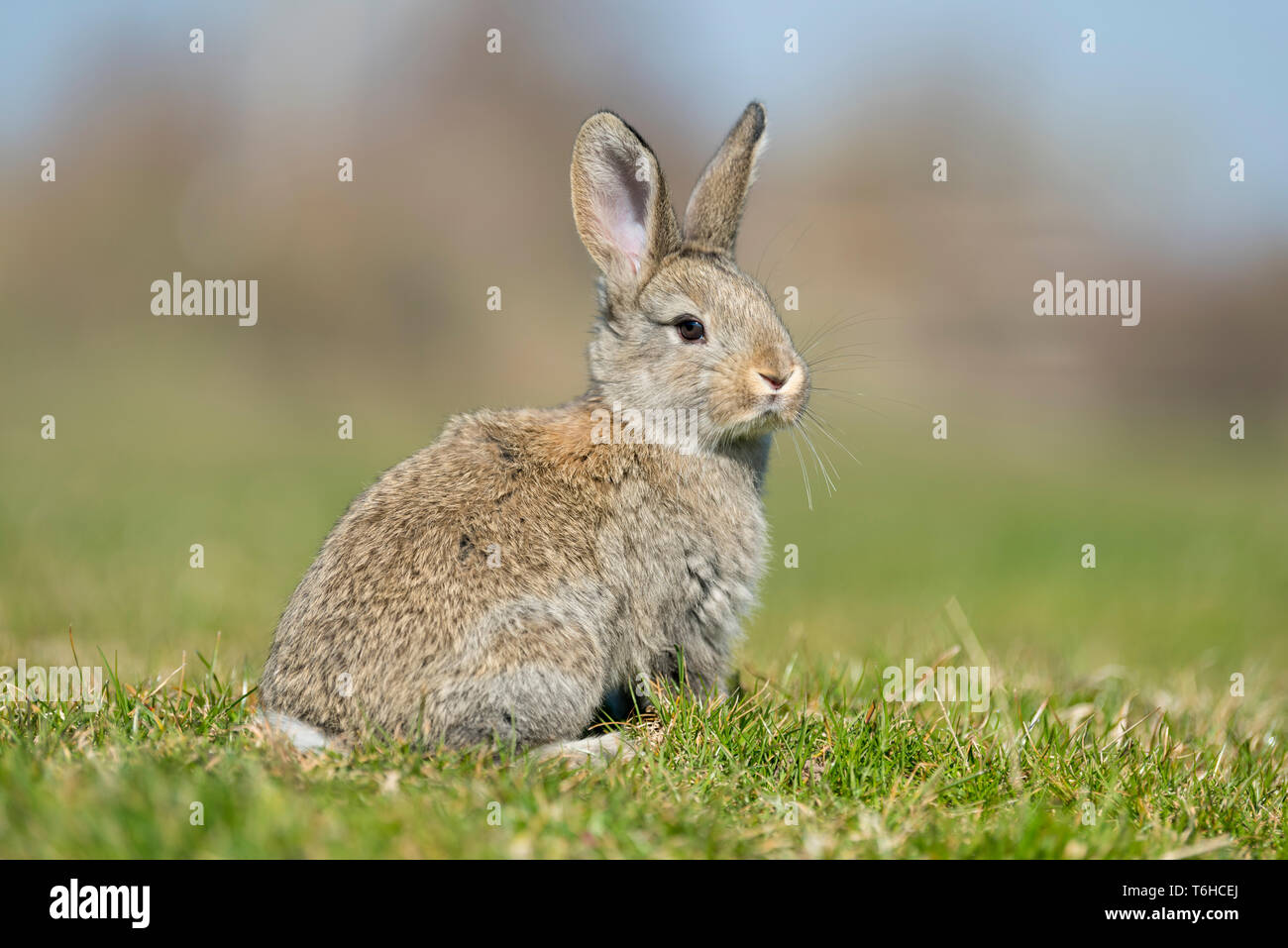 rabbit hare while looking at you on grass background Stock Photo - Alamy