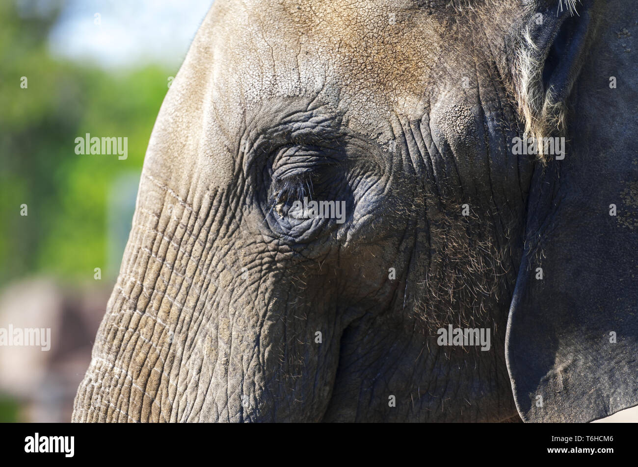 Eye of the Elaphant Stock Photo - Alamy