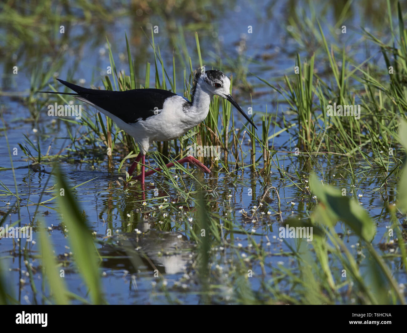 Common Stilt, Himantopus himantopus, North Sea, Europe Stock Photo - Alamy