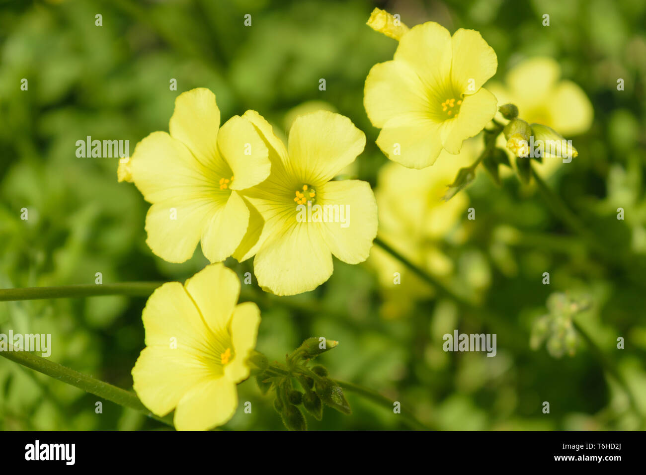 Oxalis pes-caprae (Bermuda buttercup, African wood-sorrel) flowers ...