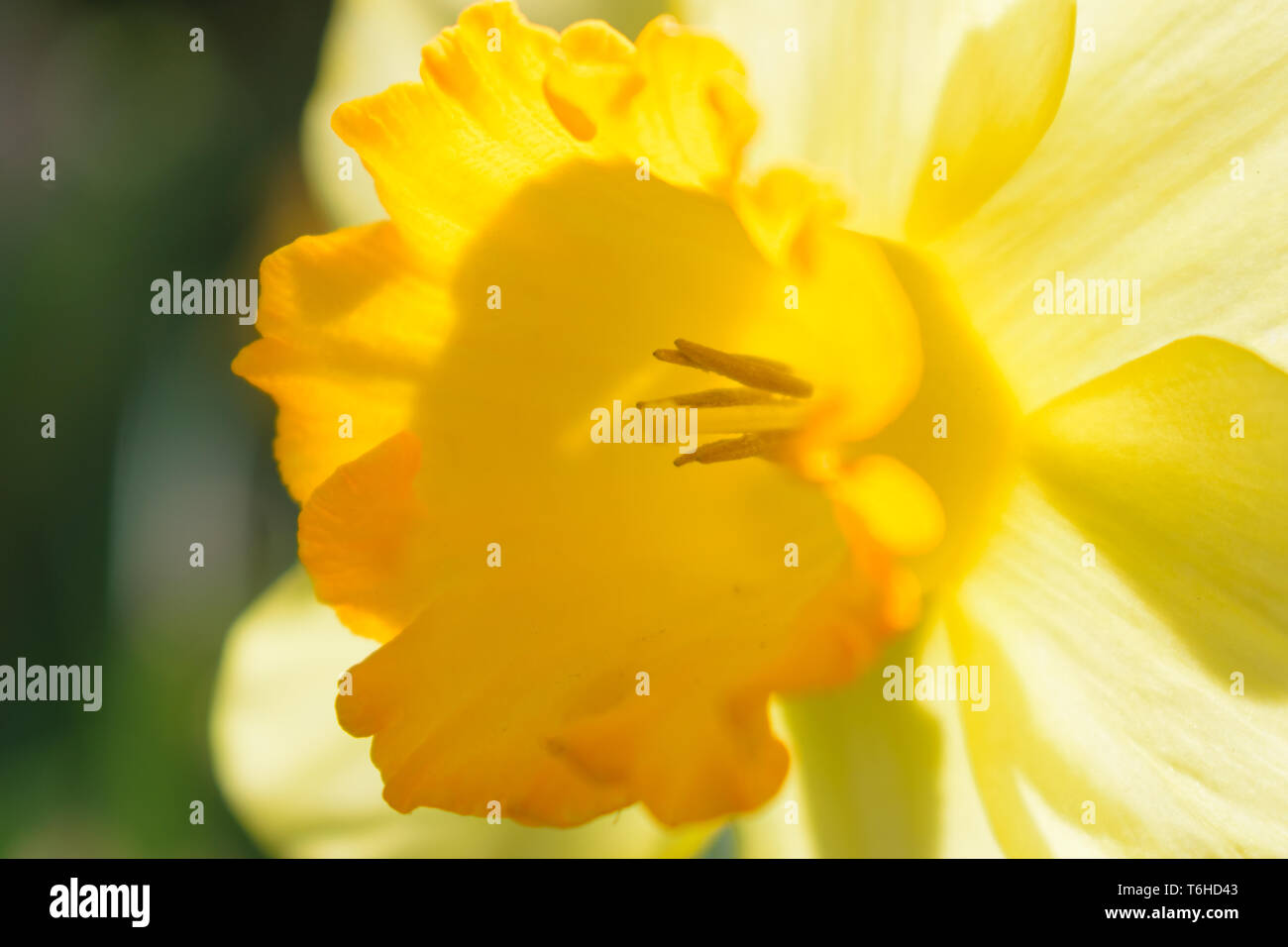 Narcissus Fortune (Large cupped Daffodil) detail Stock Photo - Alamy