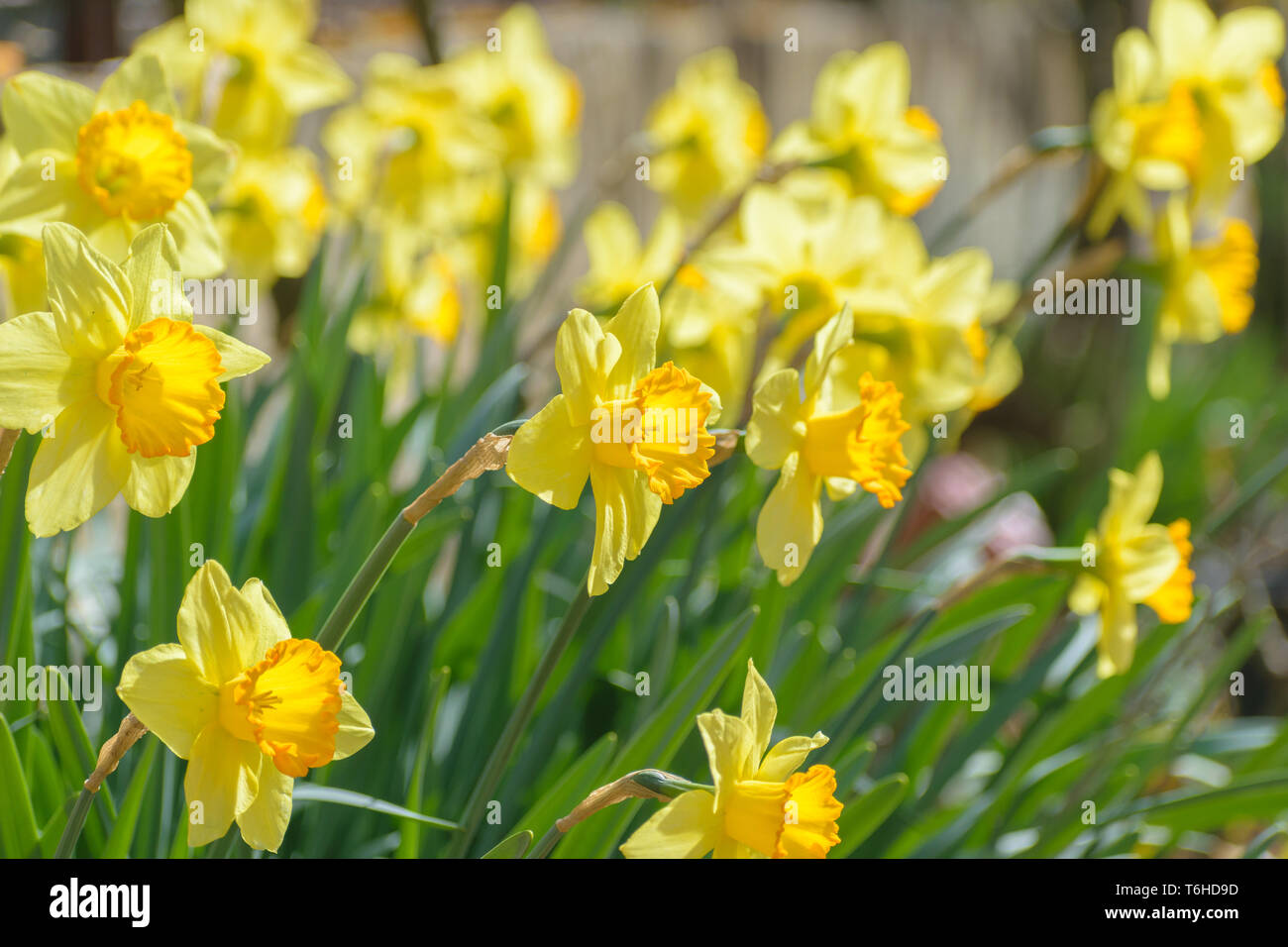 Narcissus Fortune (Large cupped Daffodil) flowers Stock Photo - Alamy