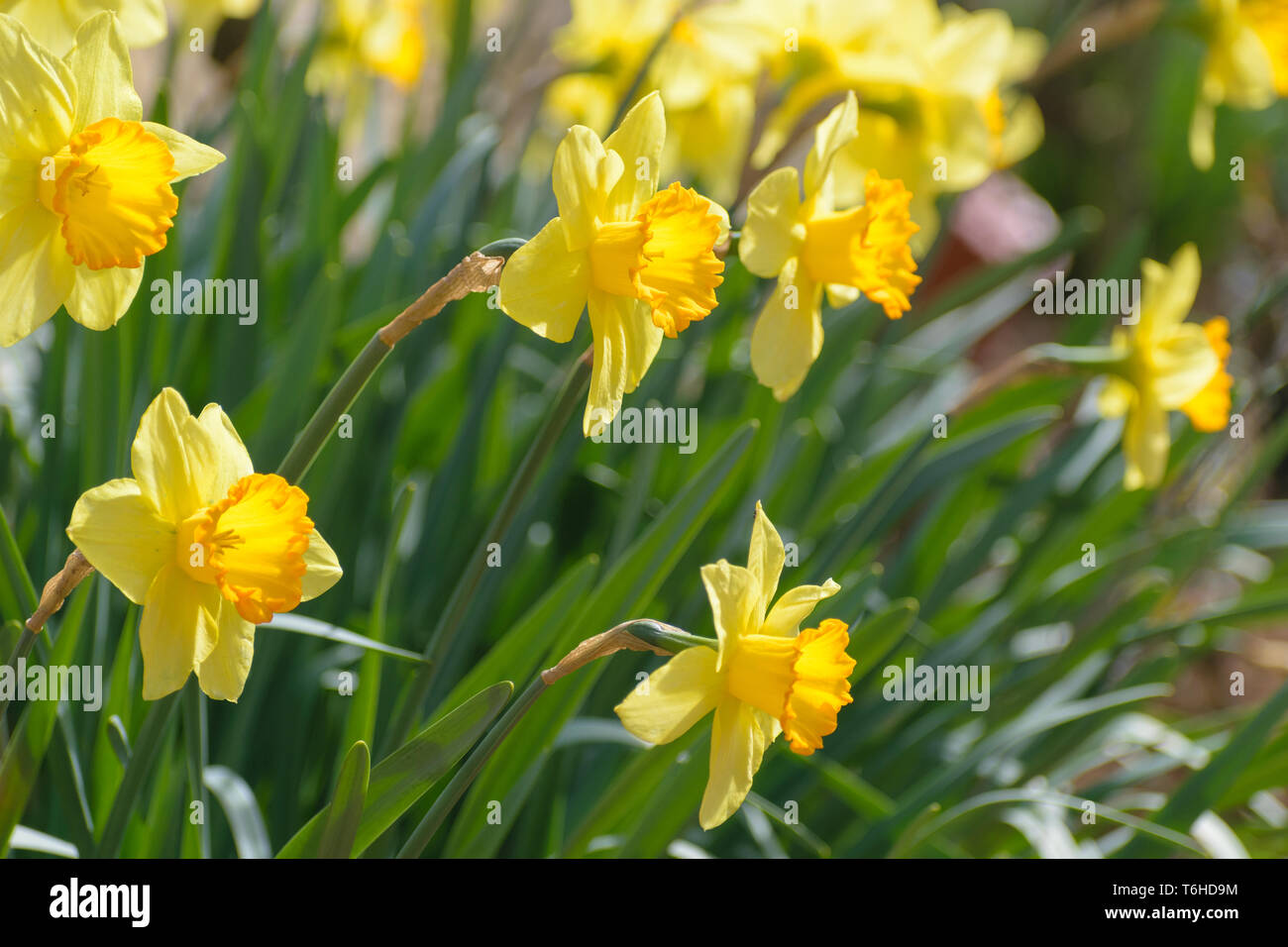 Cupped blossom hi-res stock photography and images - Alamy