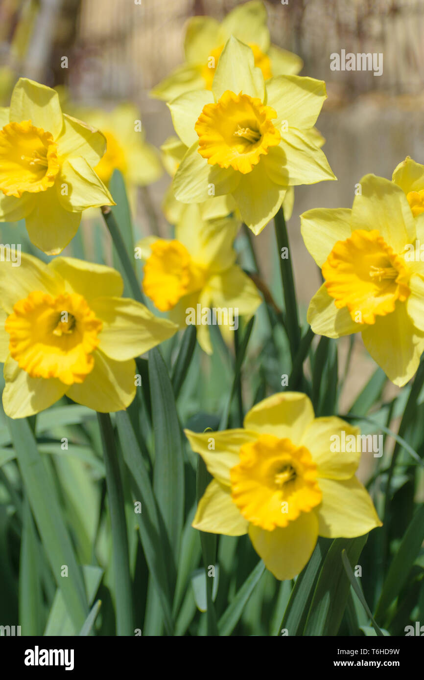 Narcissus Fortune (Large cupped Daffodil) flowers Stock Photo - Alamy
