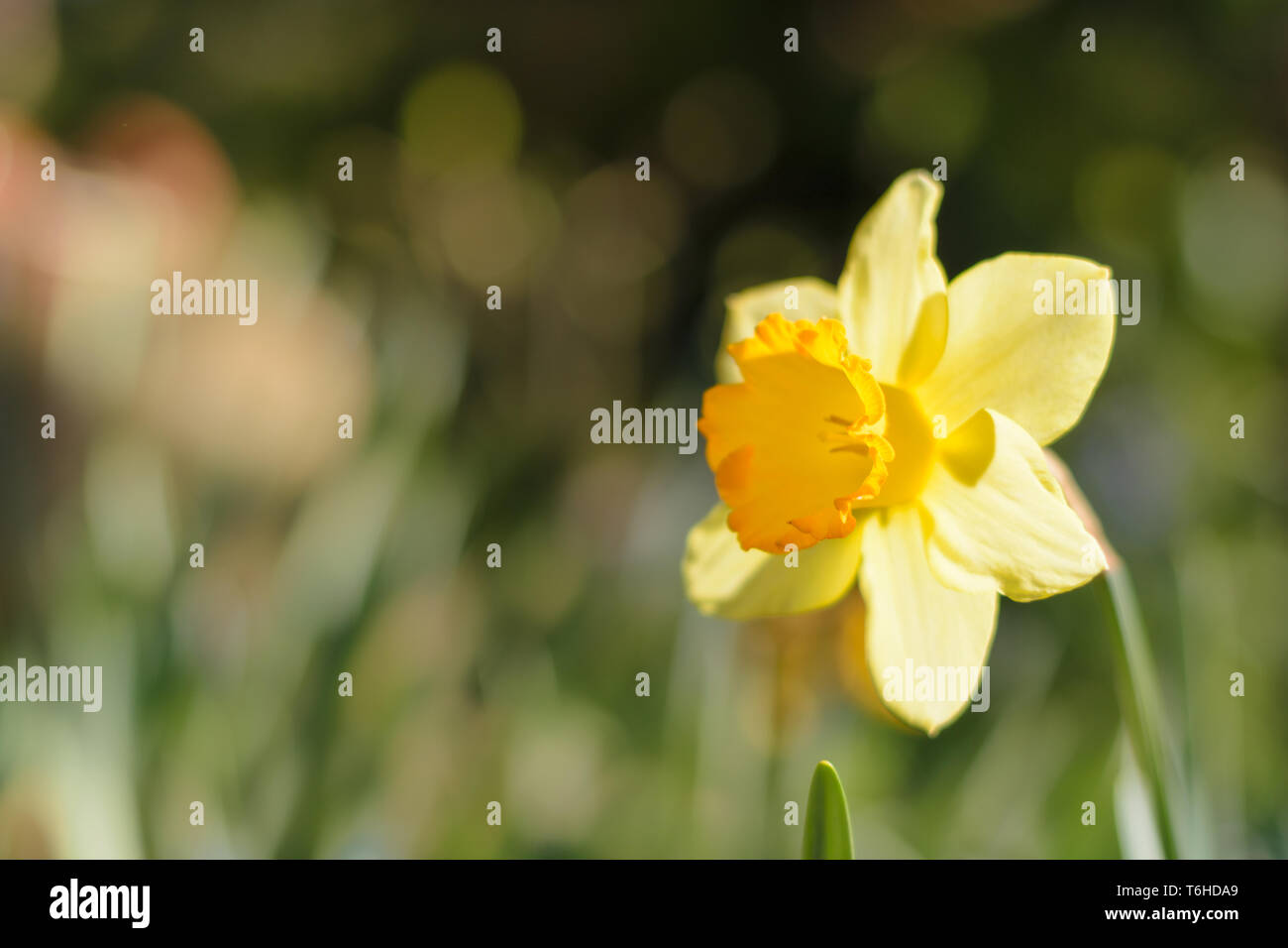 Narcissus Fortune (Large cupped Daffodil) flowers Stock Photo - Alamy