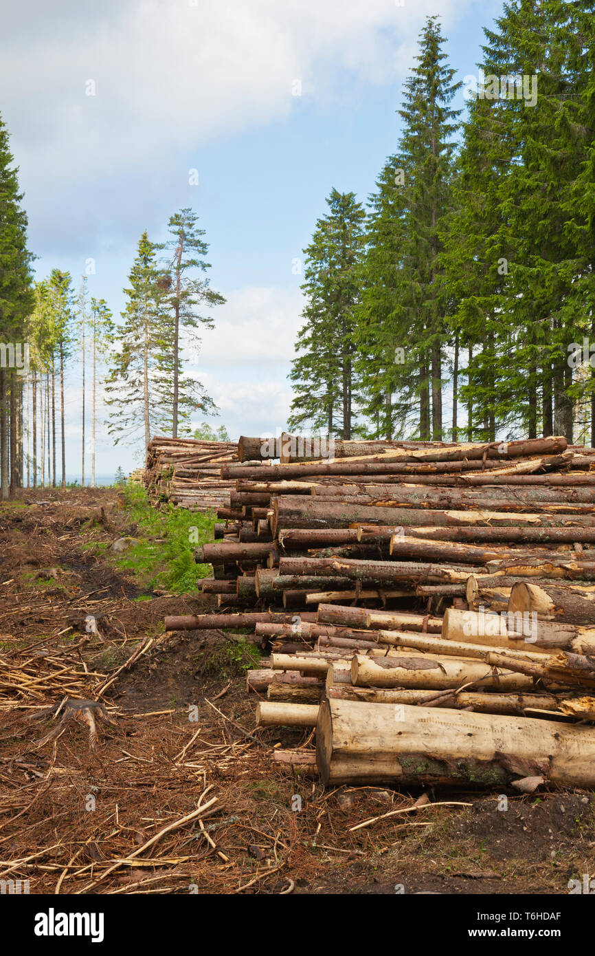 Stacked timber on clearcutting area Stock Photo - Alamy