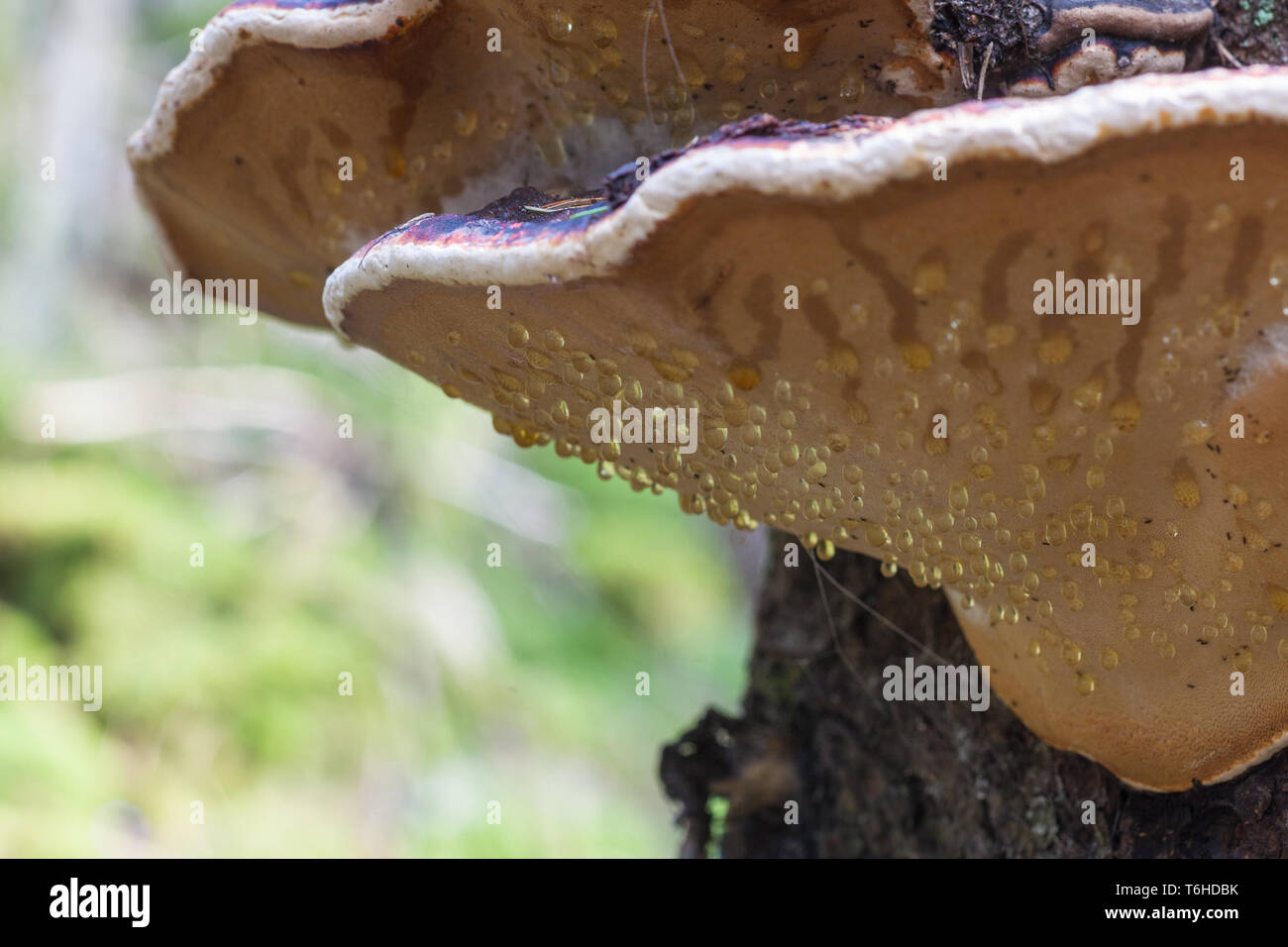 Red Banded Polypore on a tree trunk Stock Photo - Alamy