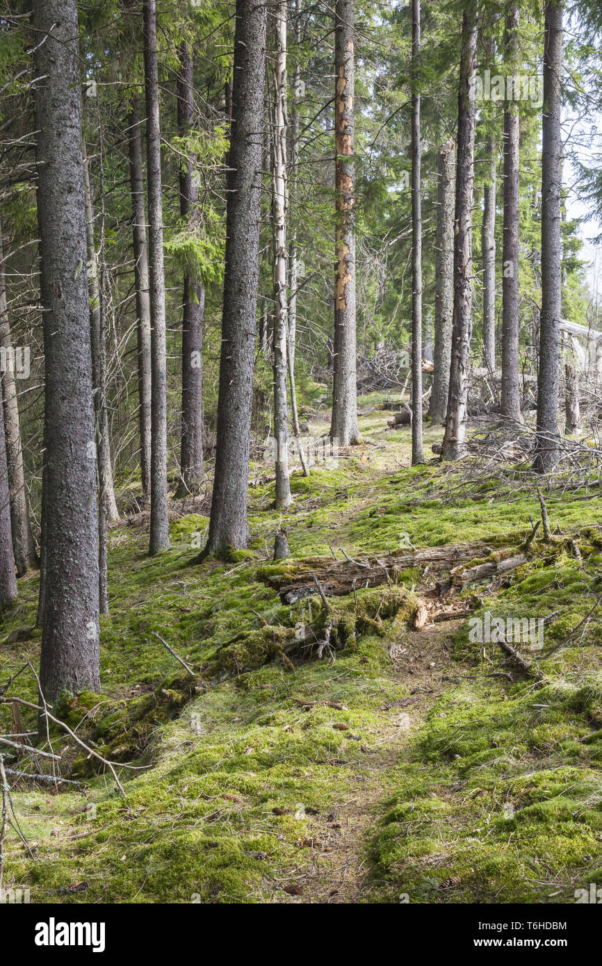 Forest glade path track hi-res stock photography and images - Alamy
