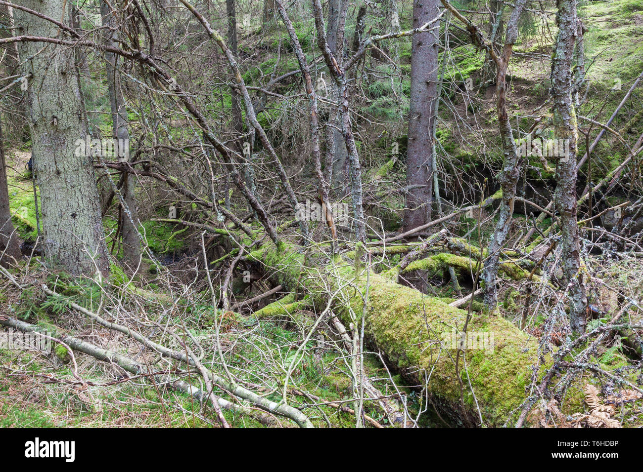 Fallen tree in taiga forest hi-res stock photography and images - Alamy