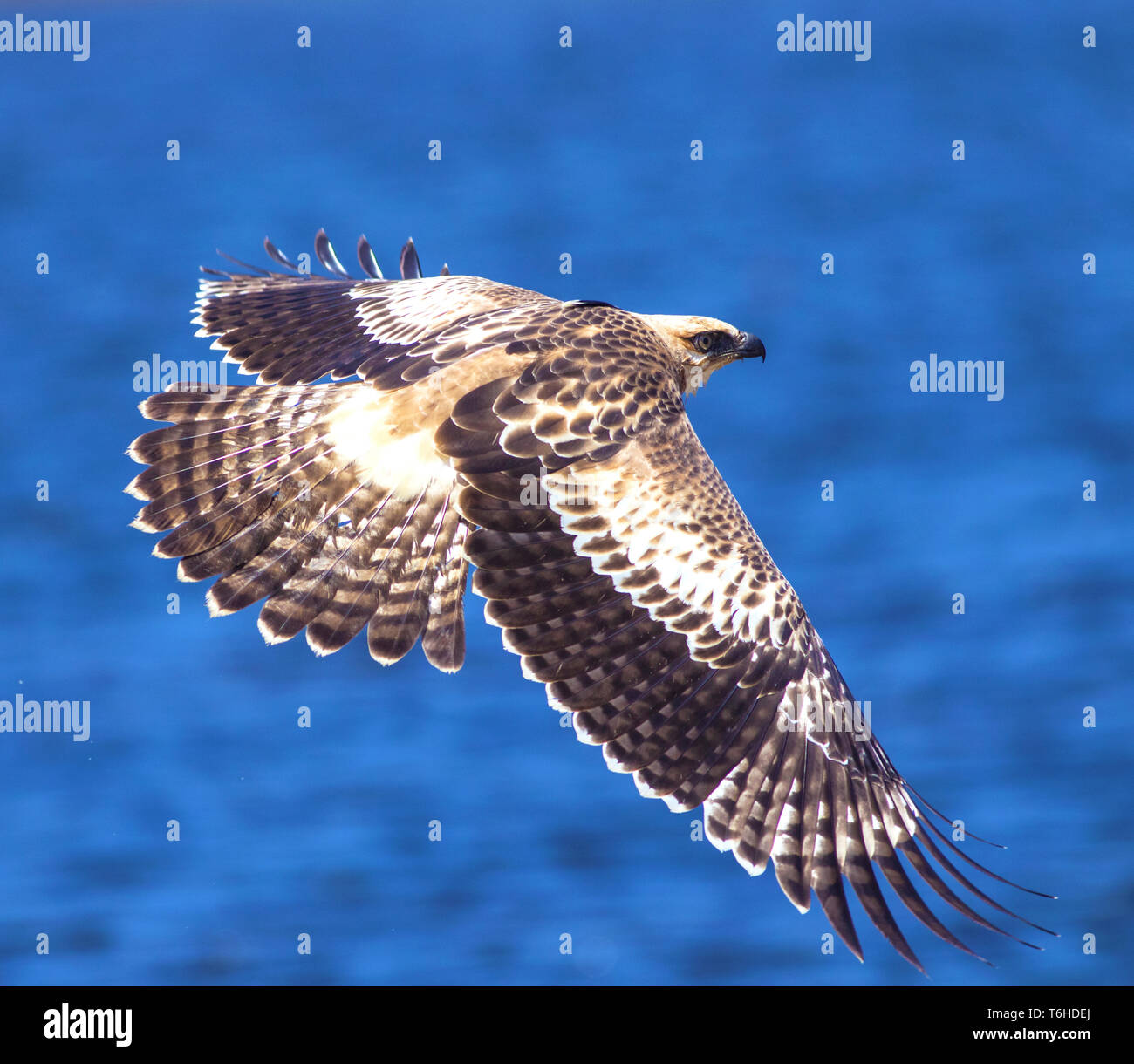 Eagle flying; eagle in flight; eagle soaring bird of prey; bird of prey ...