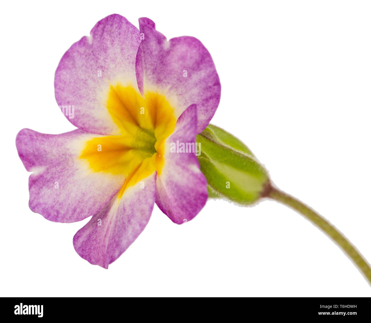 Flower of primrose, isolated on white background Stock Photo - Alamy