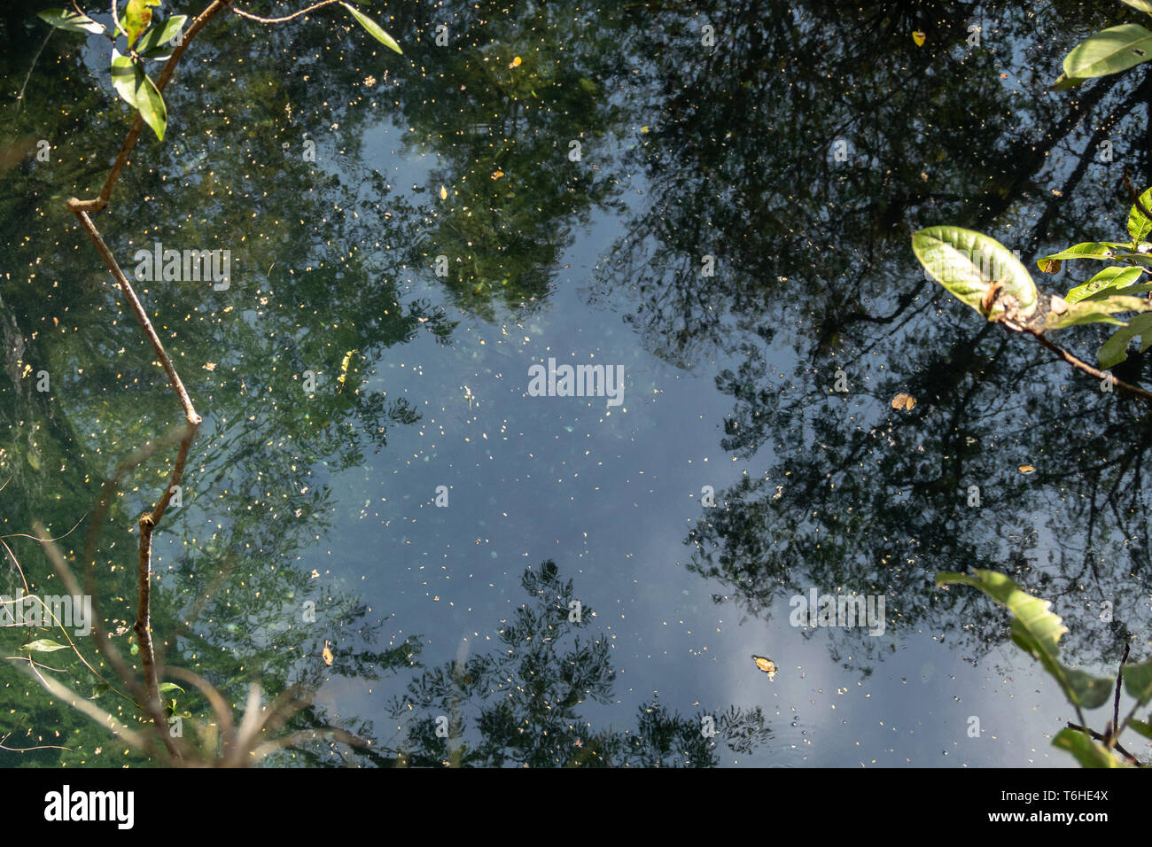 Cenote tree hi-res stock photography and images - Alamy