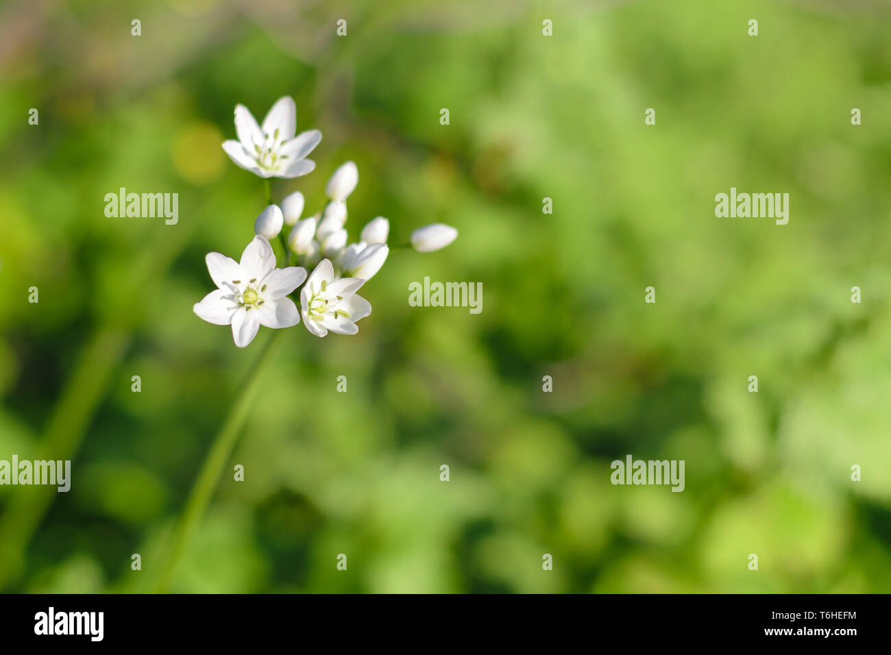 False garlic flowers hi-res stock photography and images - Alamy