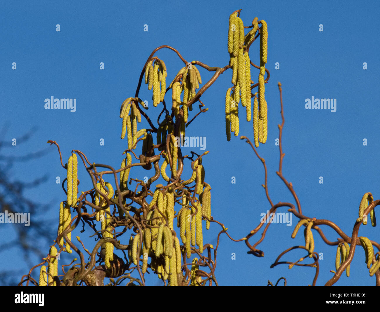 Hazelnut tree hi-res stock photography and images - Alamy