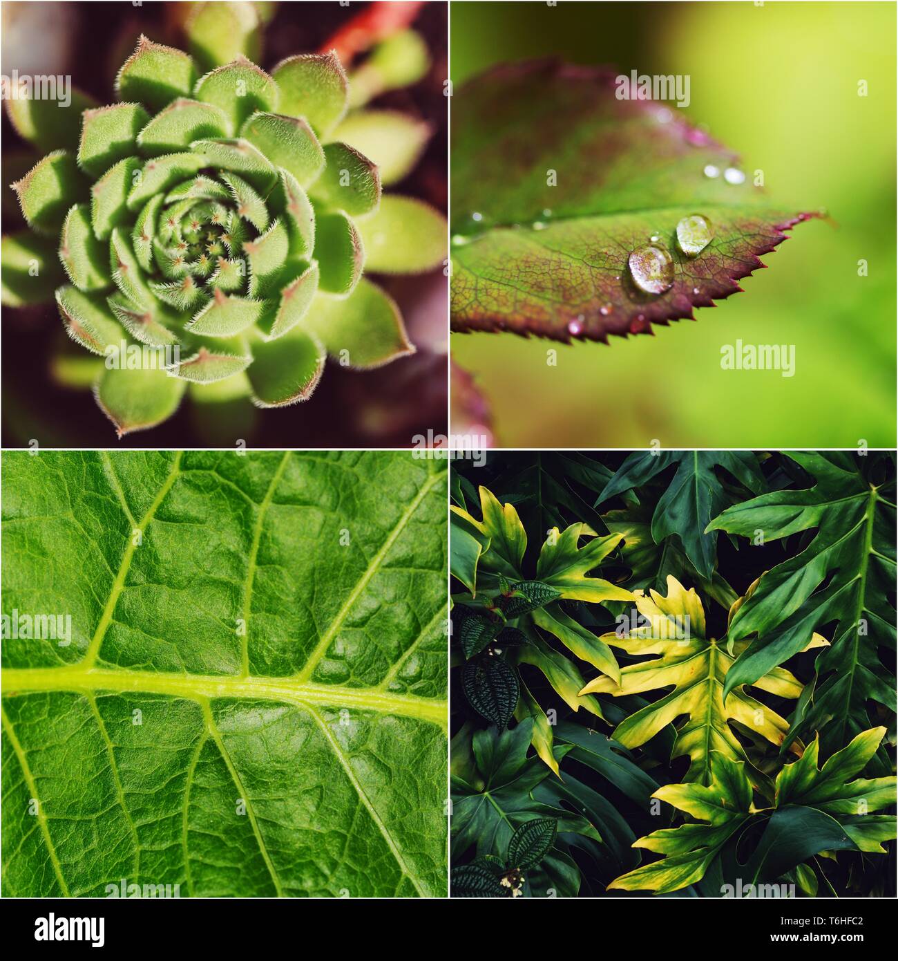 Green grass collage Stock Photo - Alamy