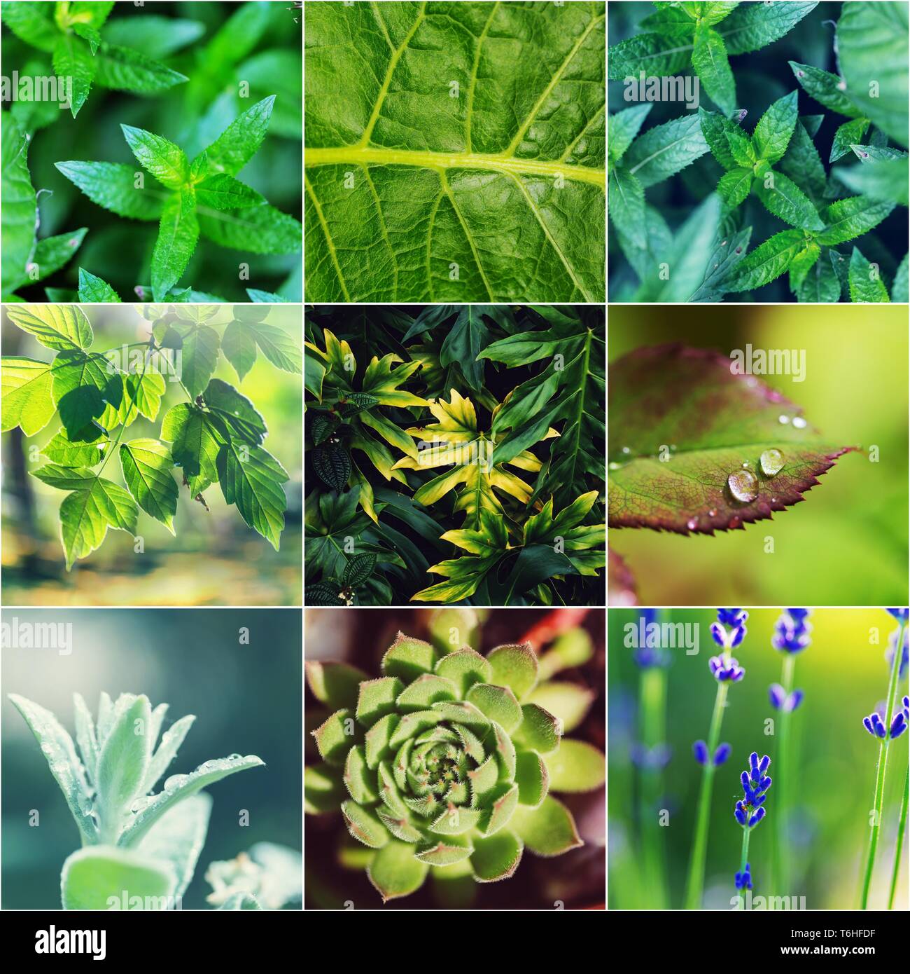 Green grass collage Stock Photo - Alamy