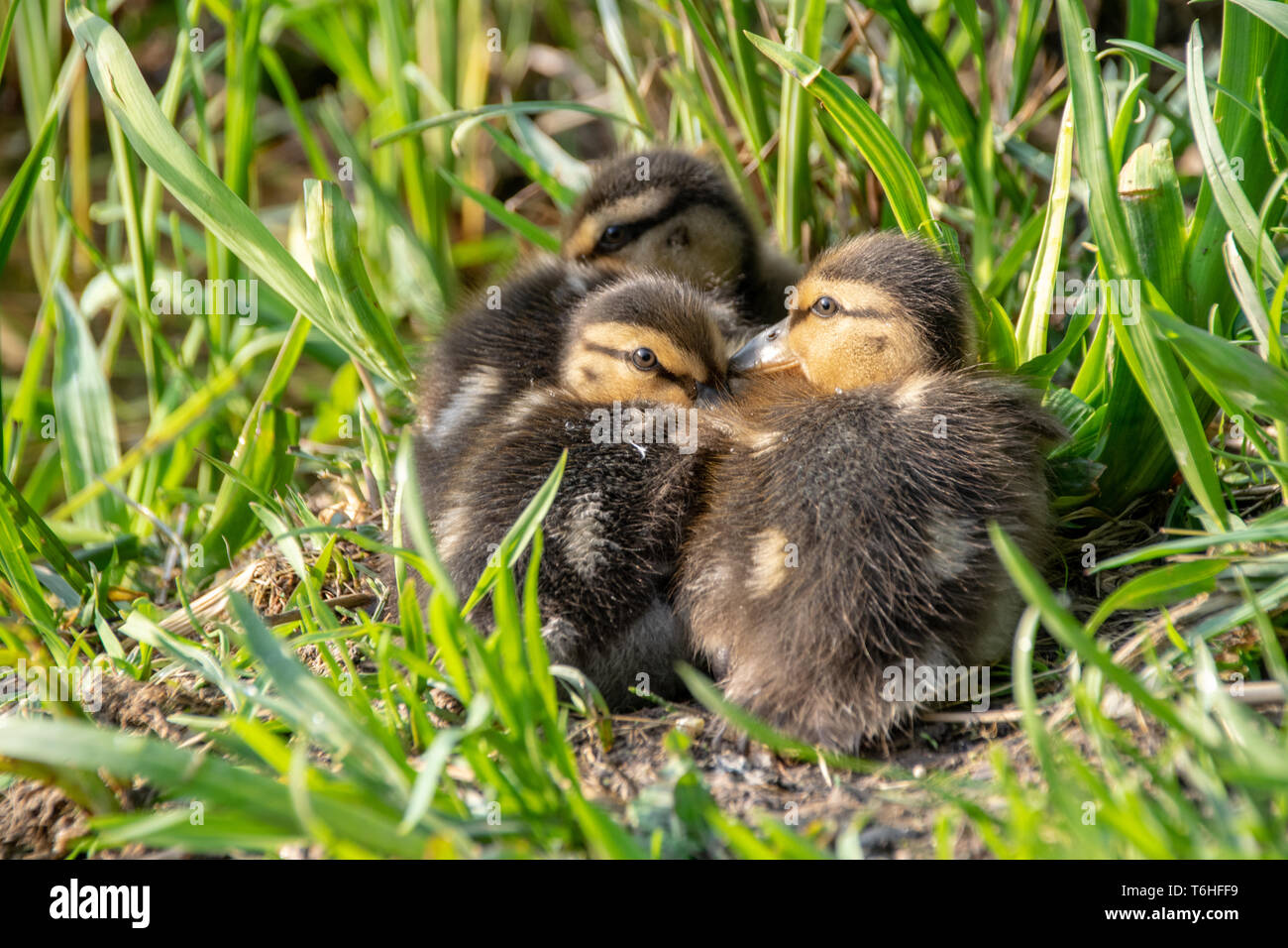 Baby duckling on bank hi-res stock photography and images - Alamy