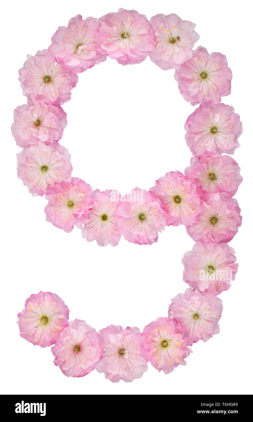 Numeral 9, nine, from natural pink flowers of almond tree, isolated on ...