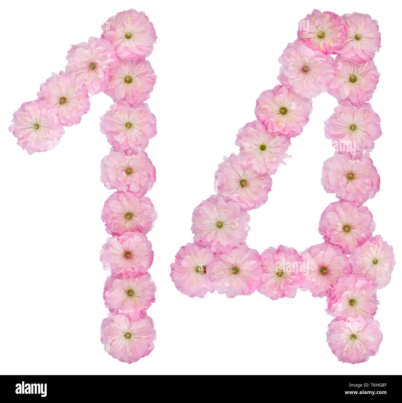 Numeral 14, fourteen, from natural pink flowers of almond tree ...