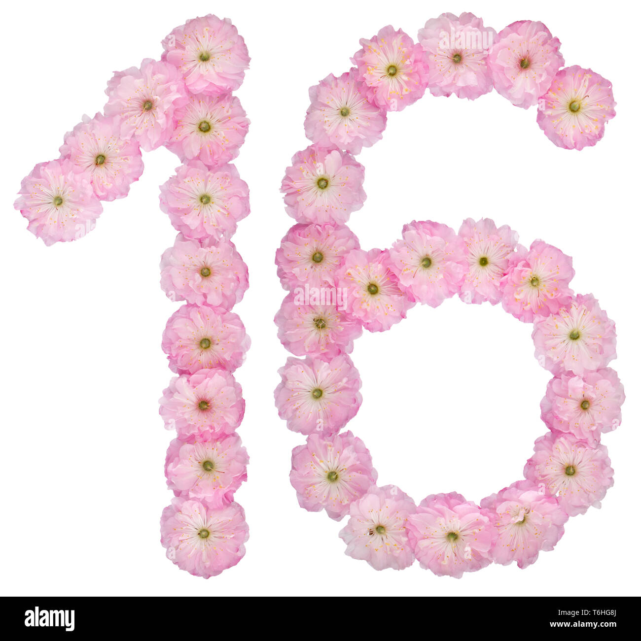 Numeral 16, sixteen, from natural pink flowers of almond tree, isolated ...