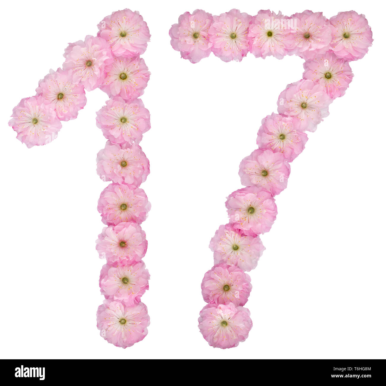 Numeral 17, seventeen, from natural pink flowers of almond tree ...