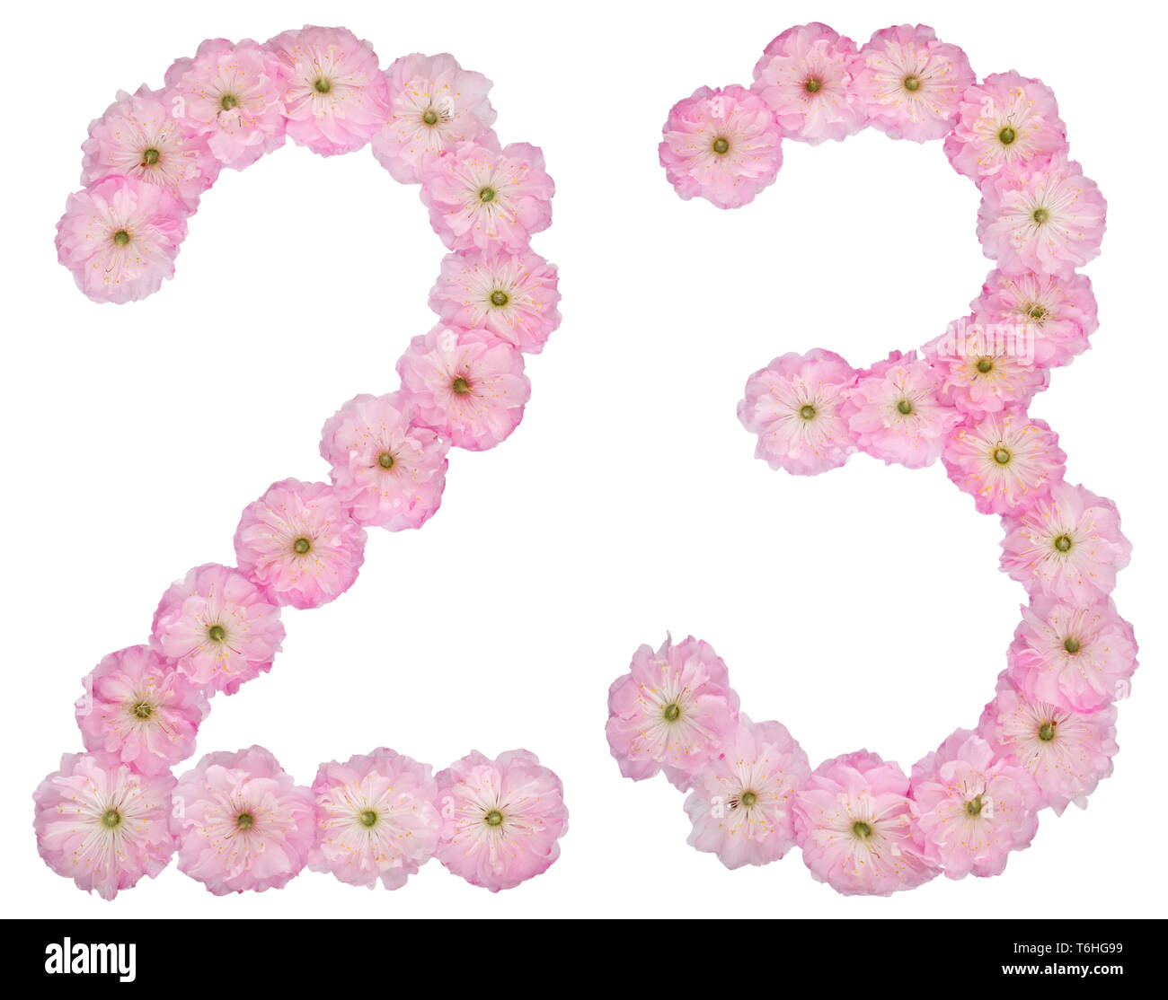 Numeral 23, twenty three, from natural pink flowers of almond tree ...