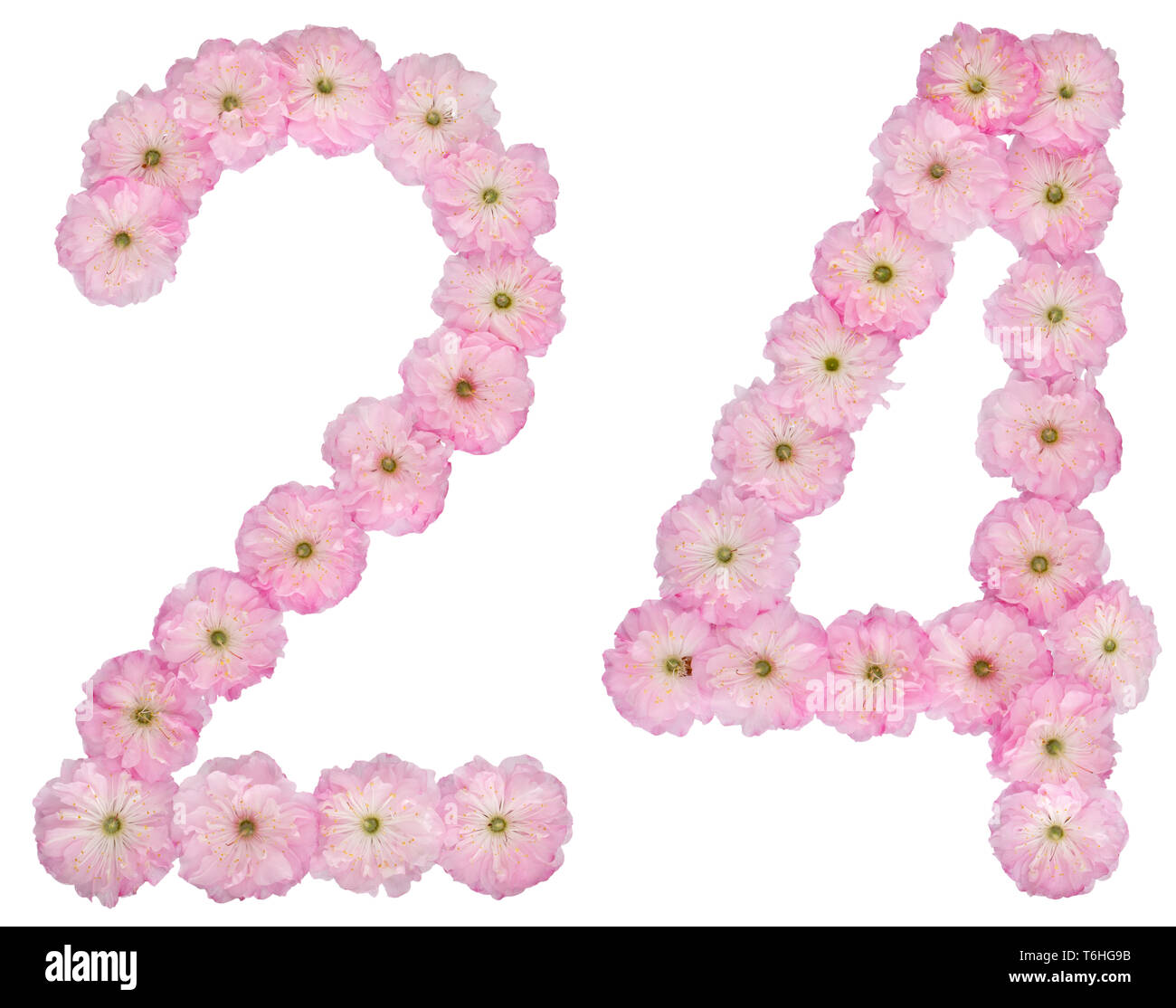 Numeral 24, twenty four, from natural pink flowers of almond tree ...