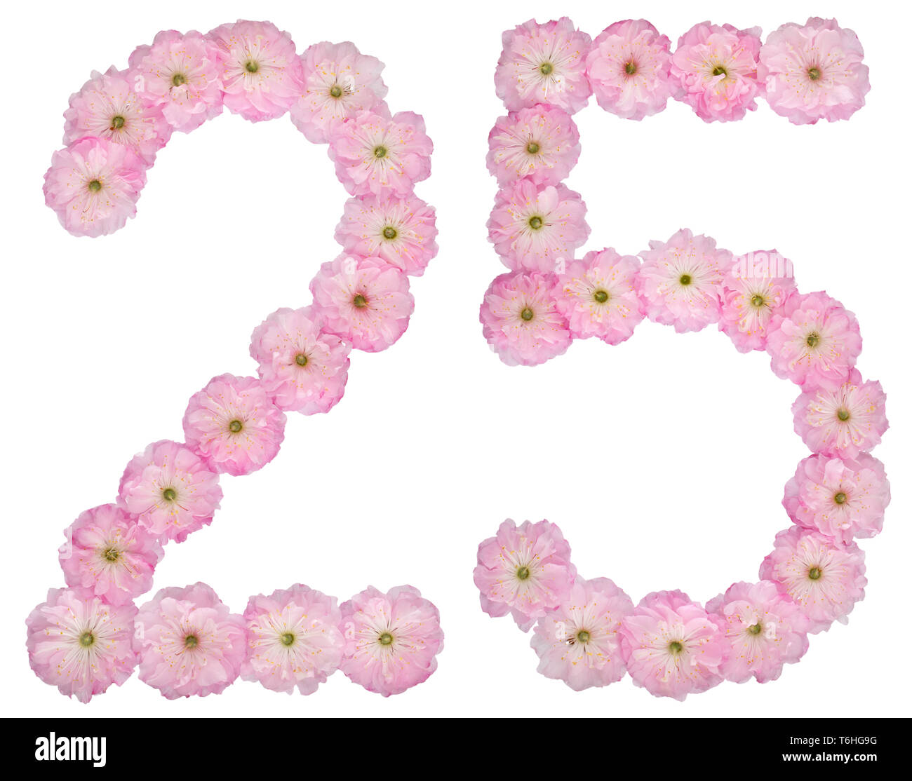 Numeral 25, twenty five, from natural pink flowers of almond tree ...