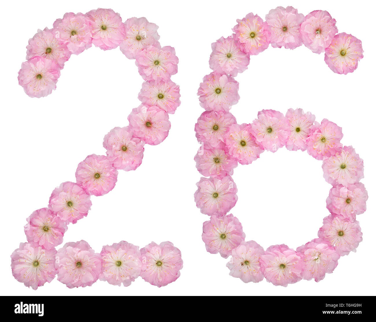Numeral 26, twenty six, from natural pink flowers of almond tree ...