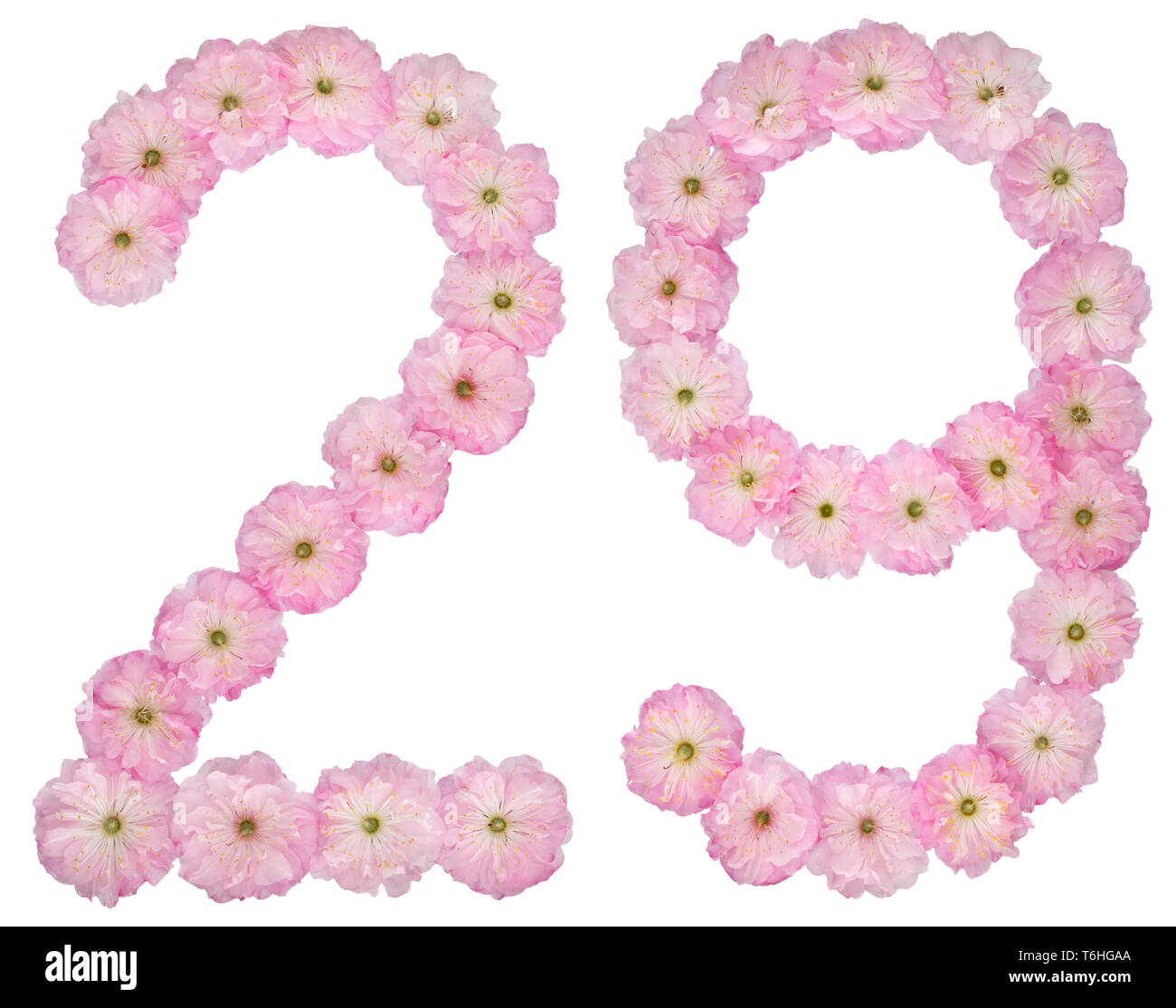 Numeral 29, twenty nine, from natural pink flowers of almond tree ...