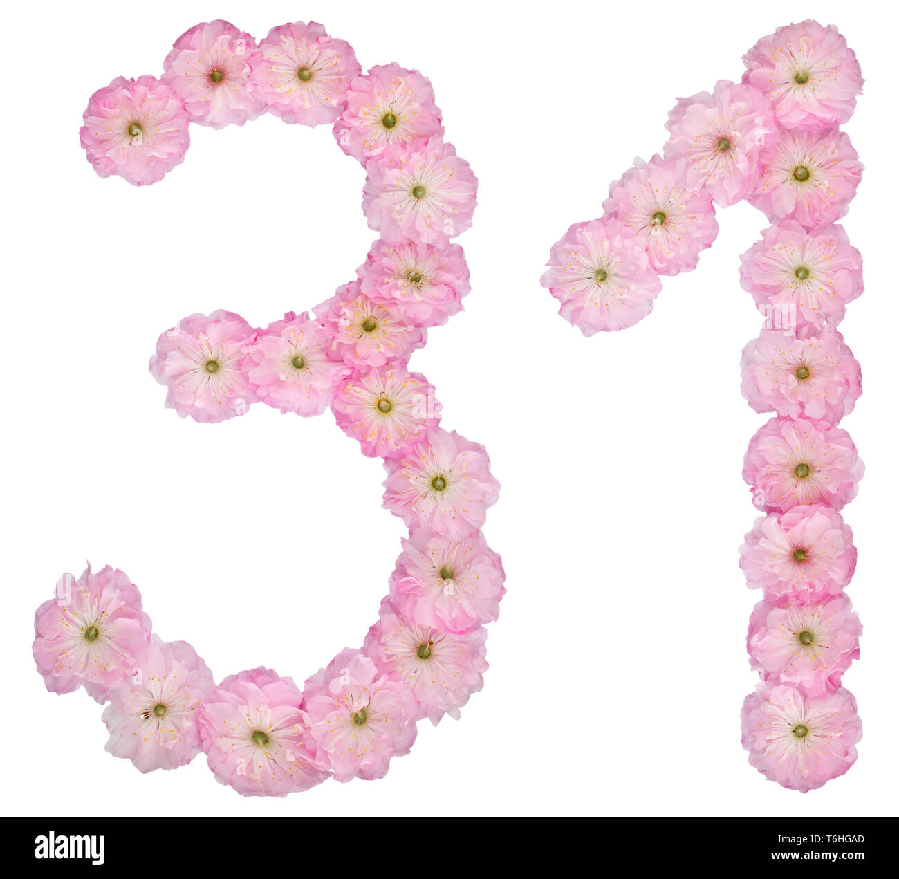 Numeral 31, thirty one, from natural pink flowers of almond tree ...