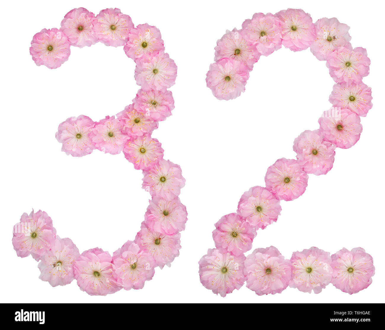 Numeral 32, thirty two, from natural pink flowers of almond tree ...