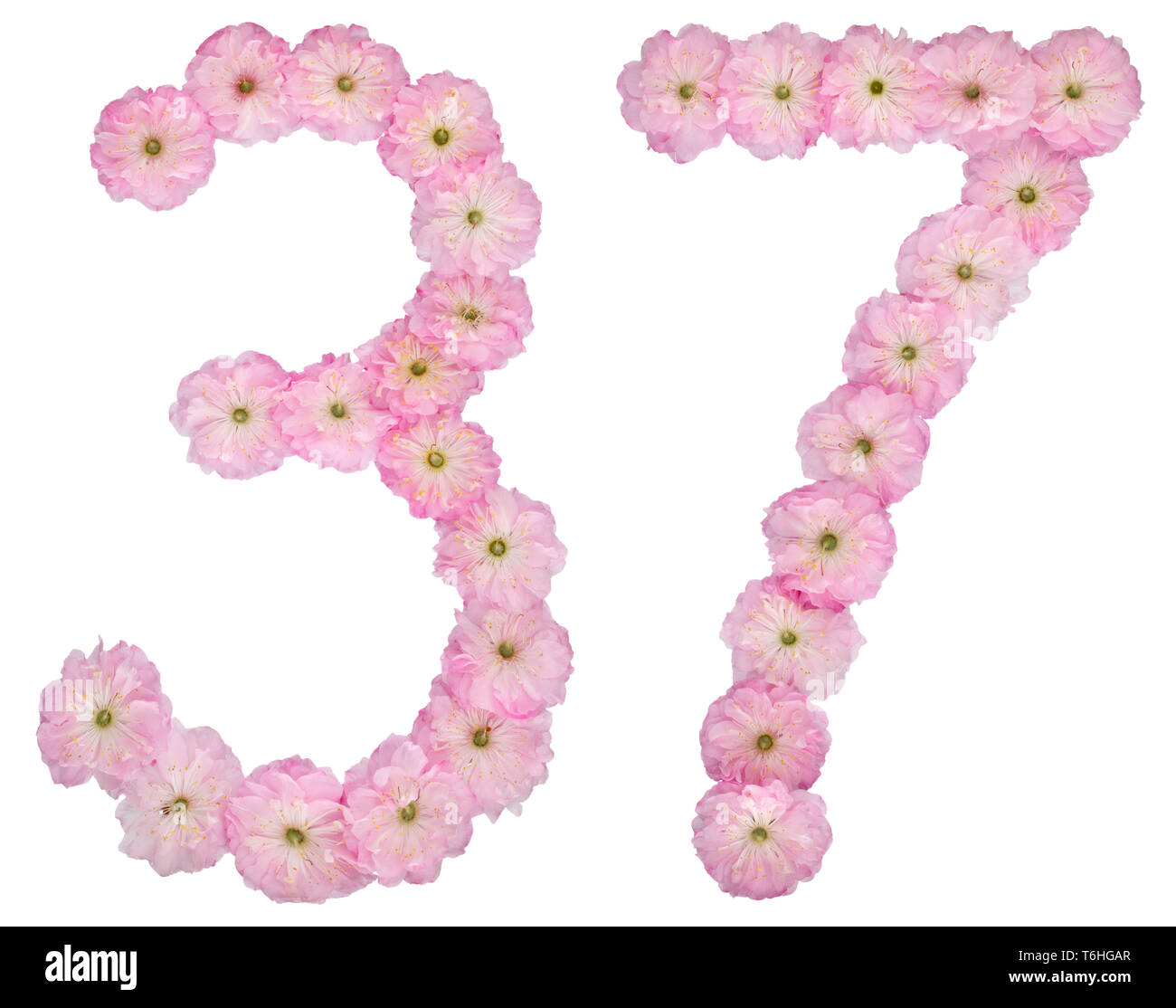 Numeral 37, thirty seven, from natural pink flowers of almond tree ...