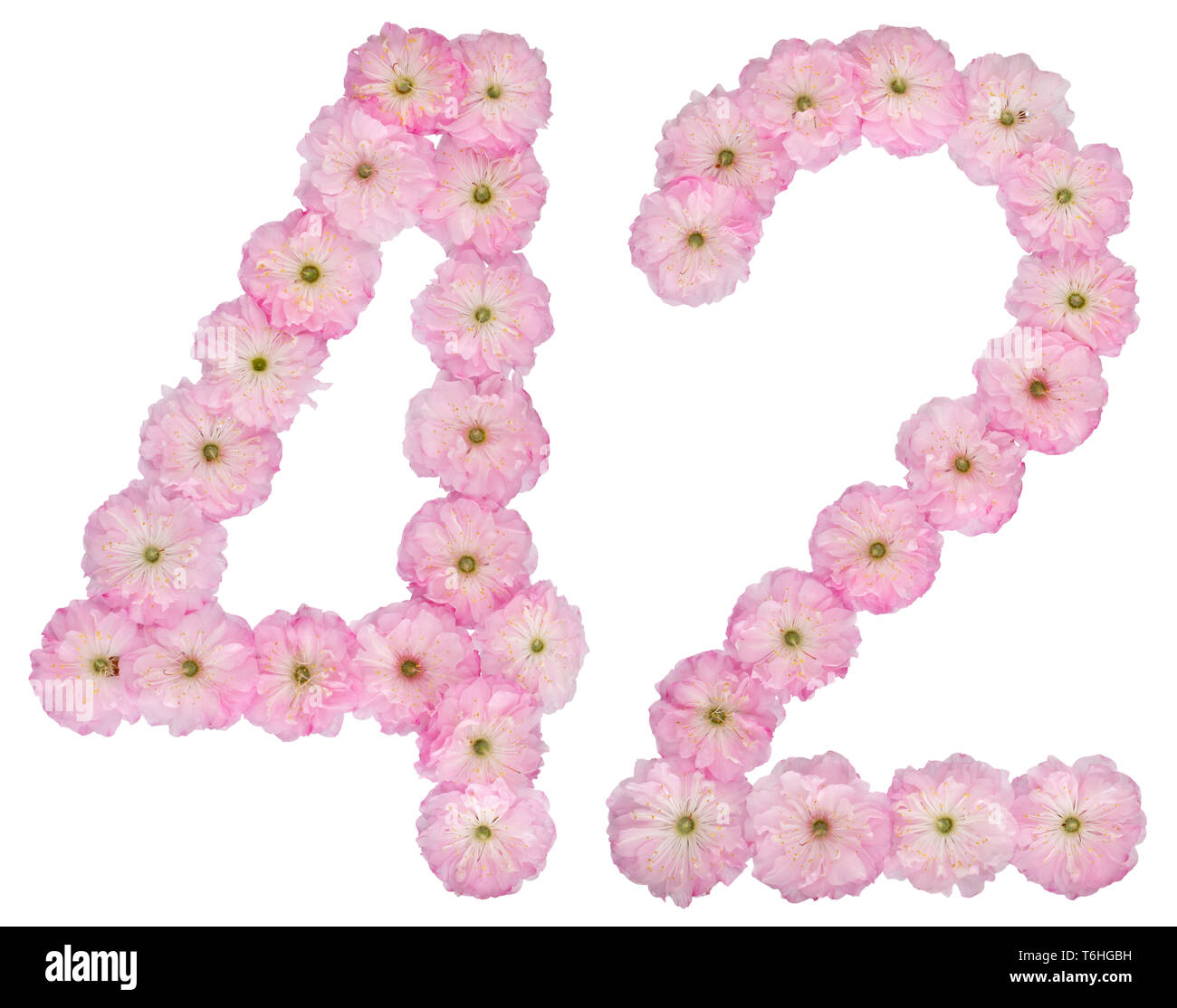 Numeral 42, forty two, from natural pink flowers of almond tree ...