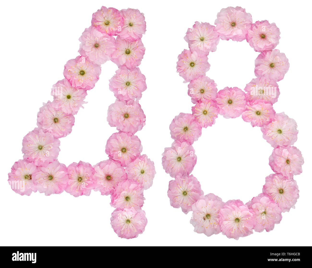 Numeral 48, forty eight, from natural pink flowers of almond tree ...
