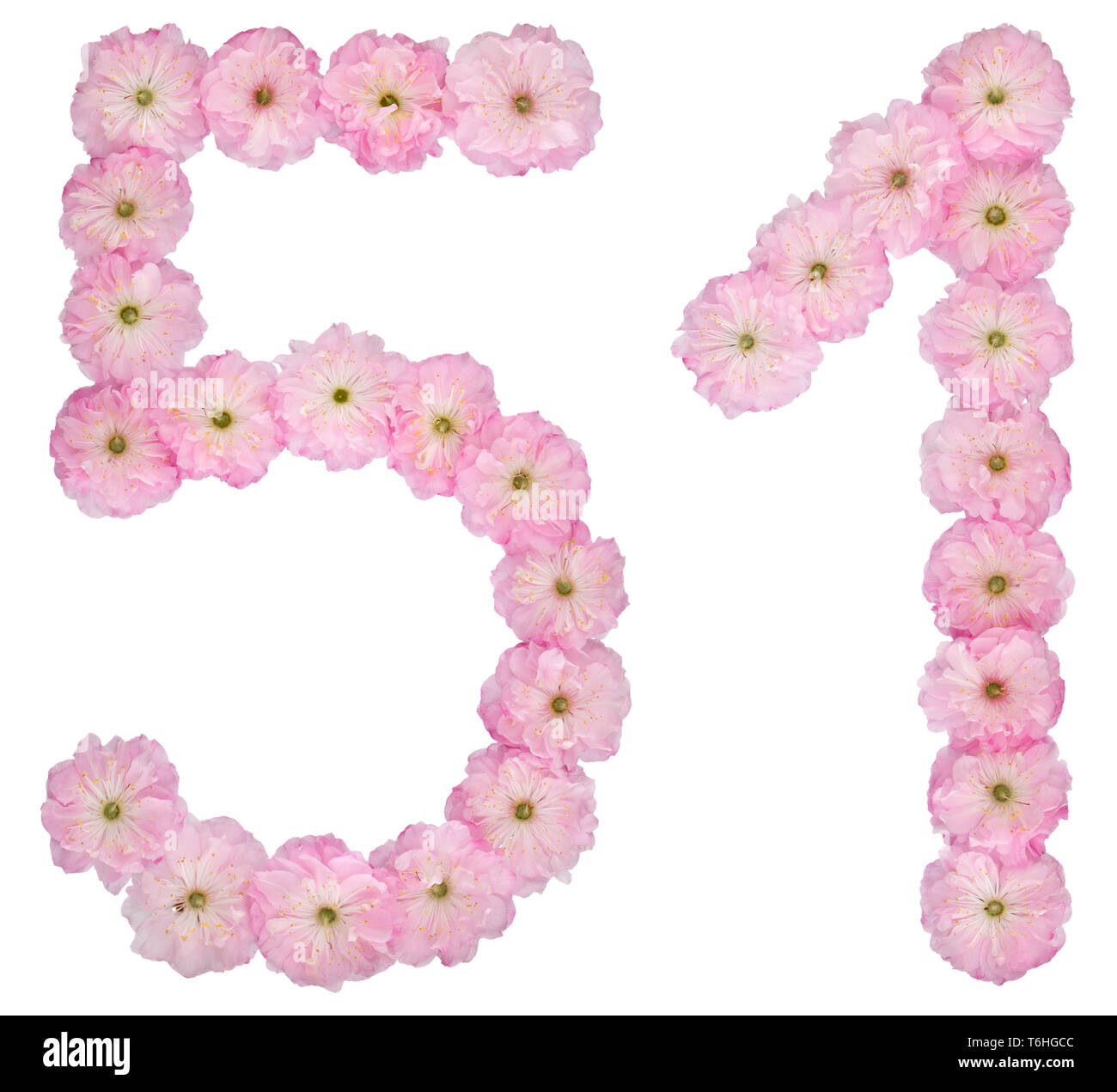 Numeral 51, fifty one, from natural pink flowers of almond tree ...