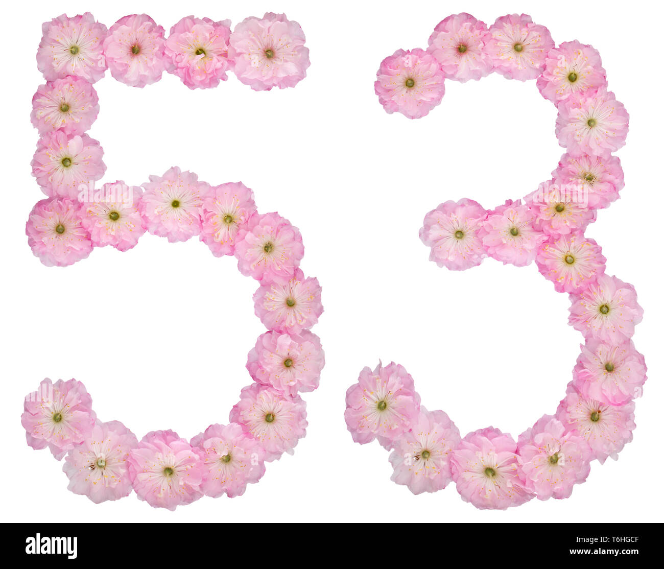 Numeral 53, fifty three, from natural pink flowers of almond tree ...